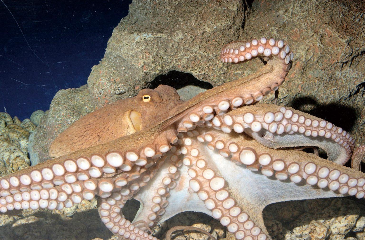 【おいしい相模湾】vol.16-1 マダコ | 湘南える新聞社